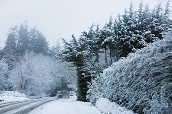 Rewa, Keo and Remi play in snow in the western suburbs of Dunedin, New ...